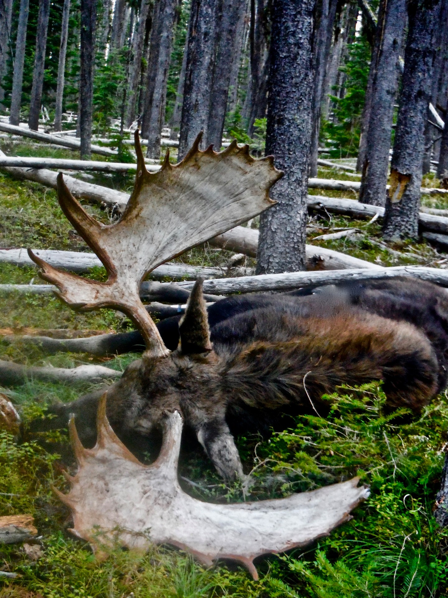 A Moose Hunt Through 8 Year Old Eyes – HuntFiber